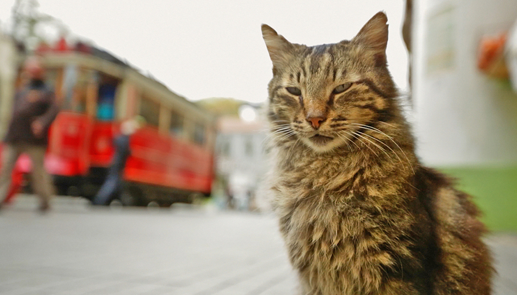 Kedi - Movie Reviews - Stomp And Stammer
