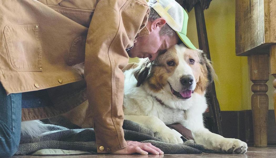 A Dog's Journey - Movie Reviews - Stomp And Stammer